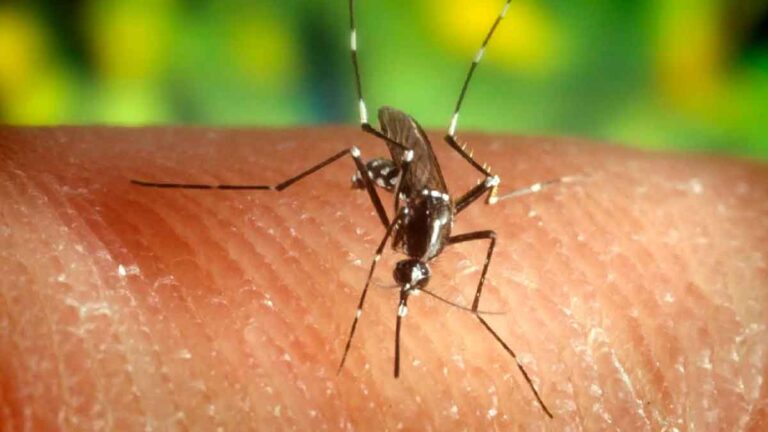 La Junta confirma el primer contagio humano de virus del Nilo en ...