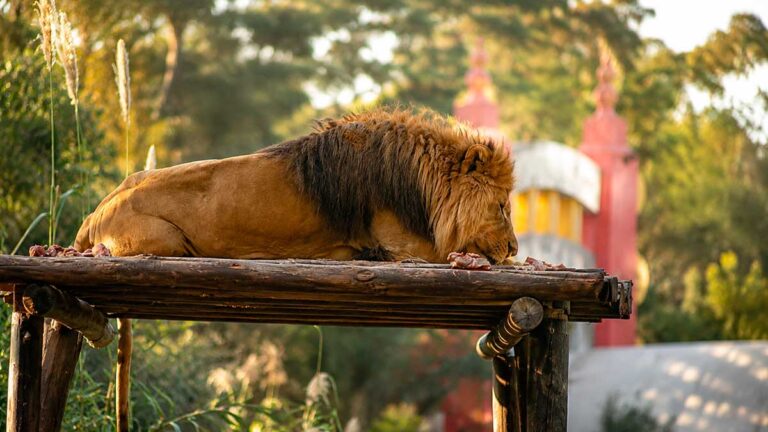 Acreditación de la EAZA: el Zoo de Córdoba entra en la élite