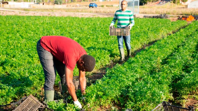 Jornada intensiva en el campo por el calor en Córdoba y Andalucía