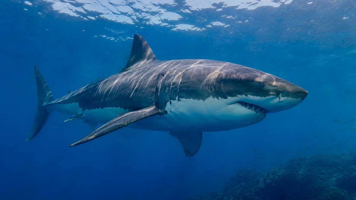 Graban por primera vez un tiburón blanco en el Mediterráneo